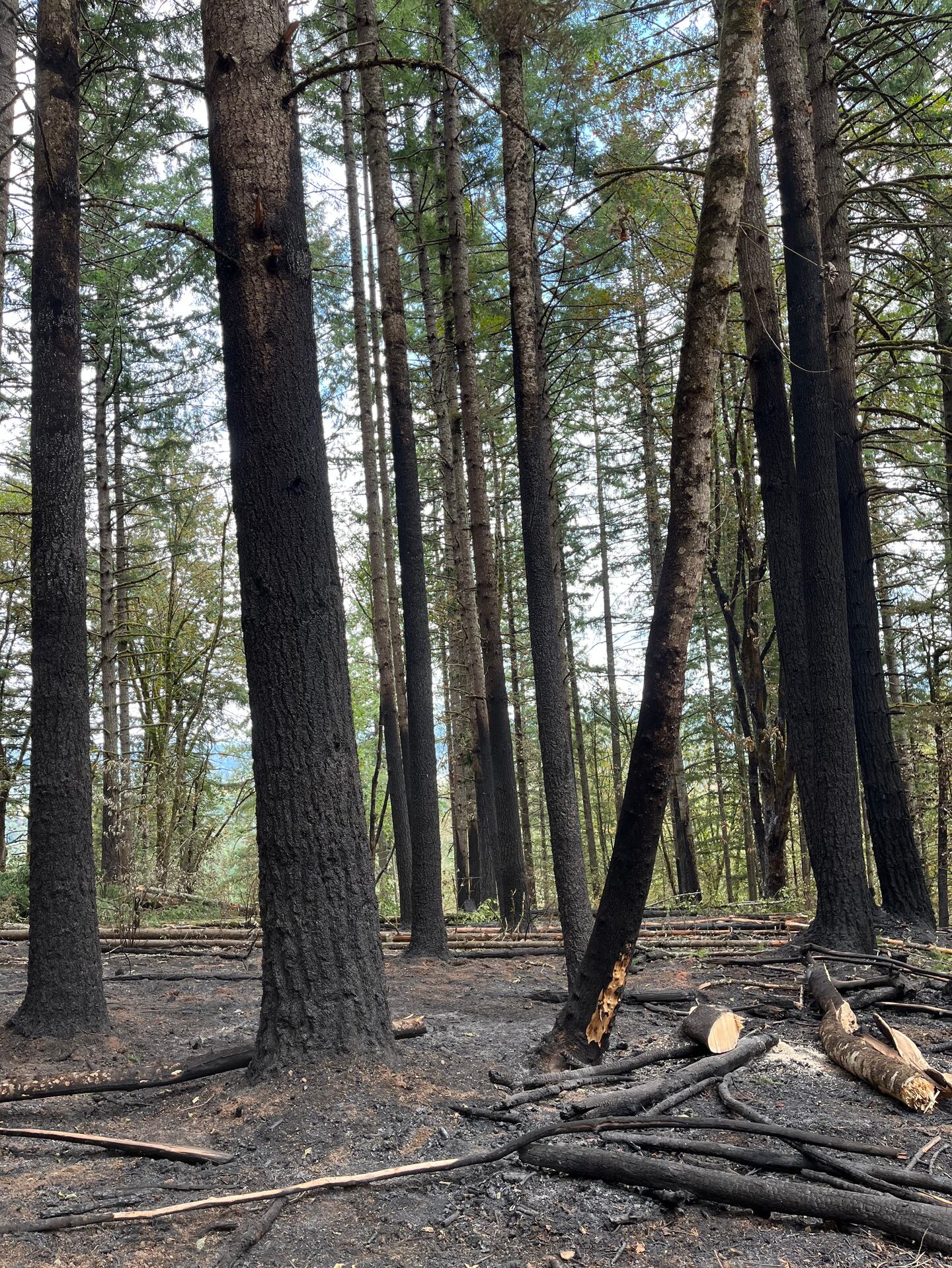 Milo McIver State Park Has Reopened Its Campground Following a 15-Acre Fire