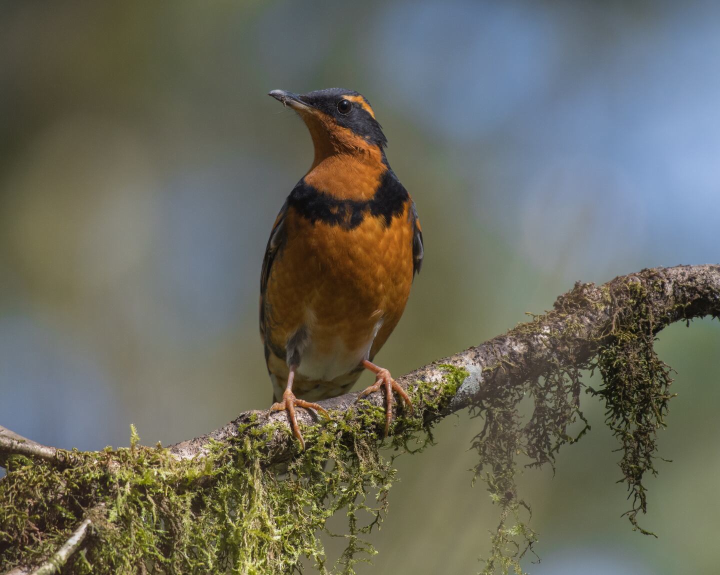 Winter Is a Great Season to Go Bird Watching in Portland