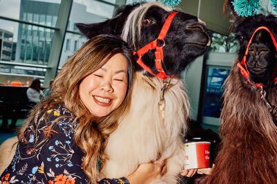 Therapy Llamas Strut Our Airport Hallways