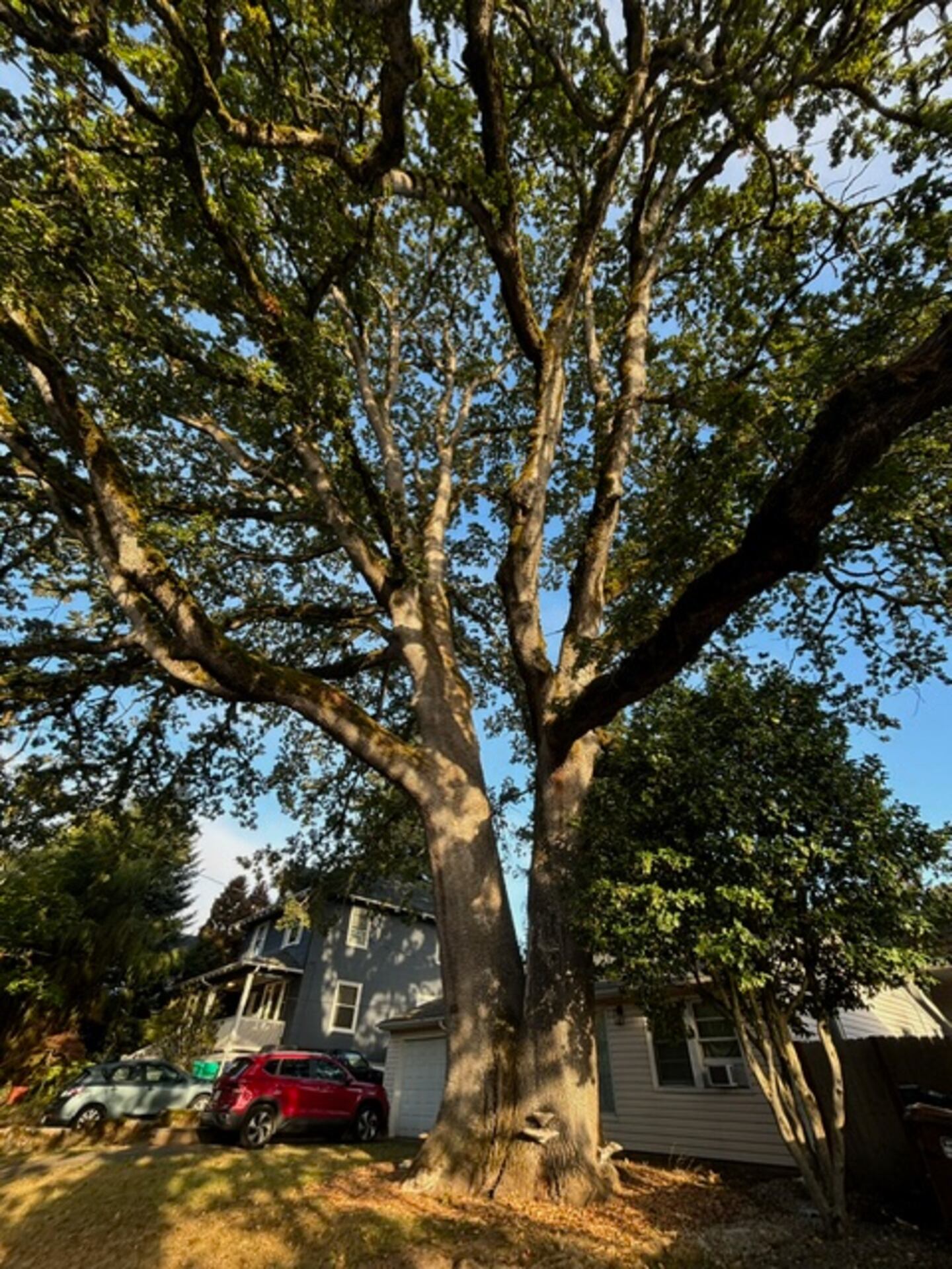 Celebration of Life Planned for Heritage Oak Tree in Overlook
