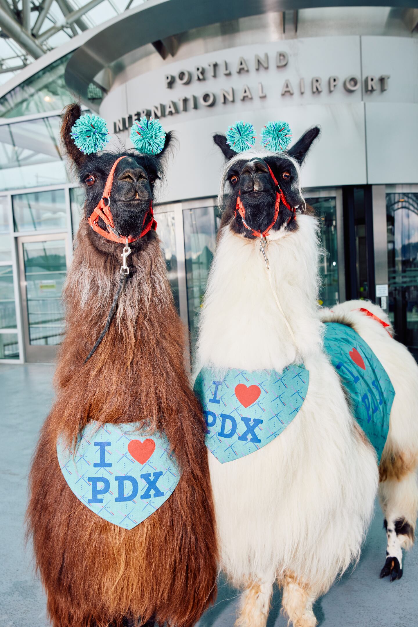 Therapy Llamas Strut Our Airport Hallways