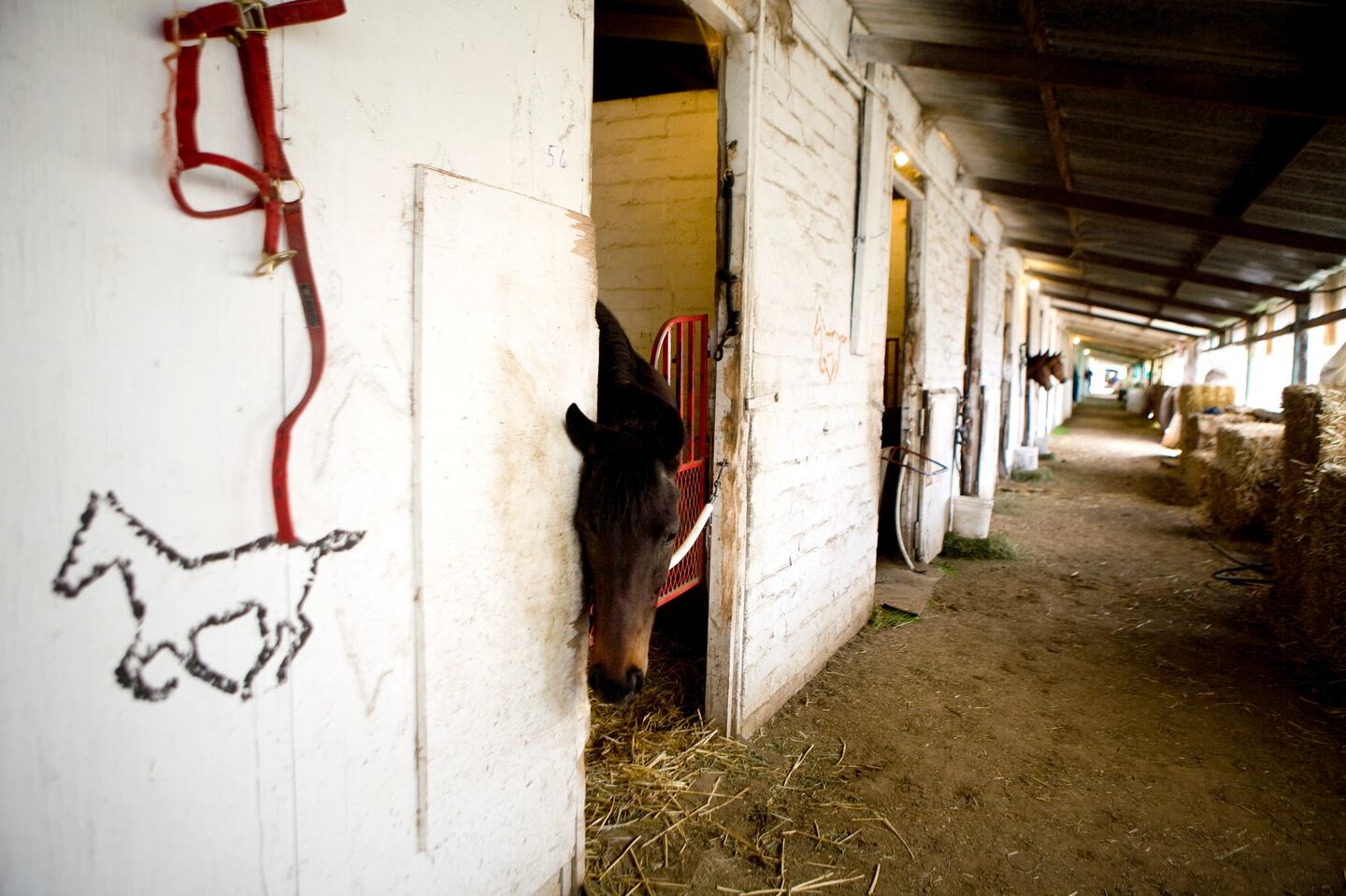 An Obscure Oregon Agency Props Up Greyhound and Horse Racing—and Gets ...