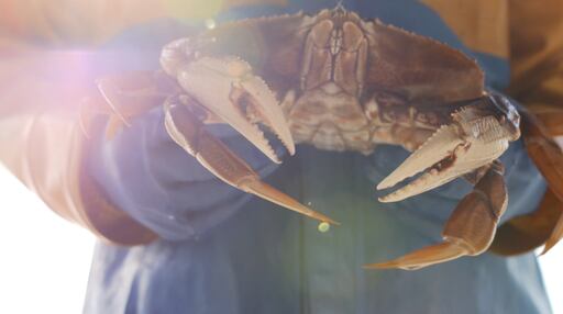 Oregon Dungeness Crab Commission Celebrates the State’s Official Crustacean