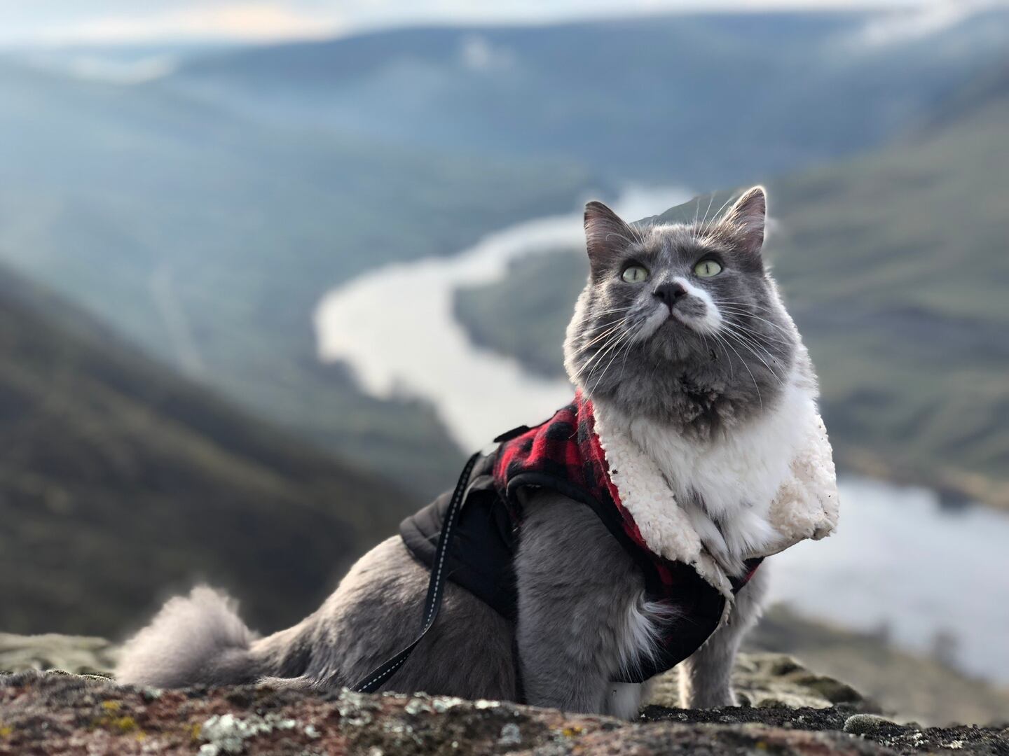 Adventure Cats Are the New Trail Dogs. Here’s How to Take Your Feline ...