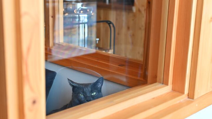 Purrington’s, Portland’s Only Cat Cafe, Has Cute Cats and Surprisingly ...