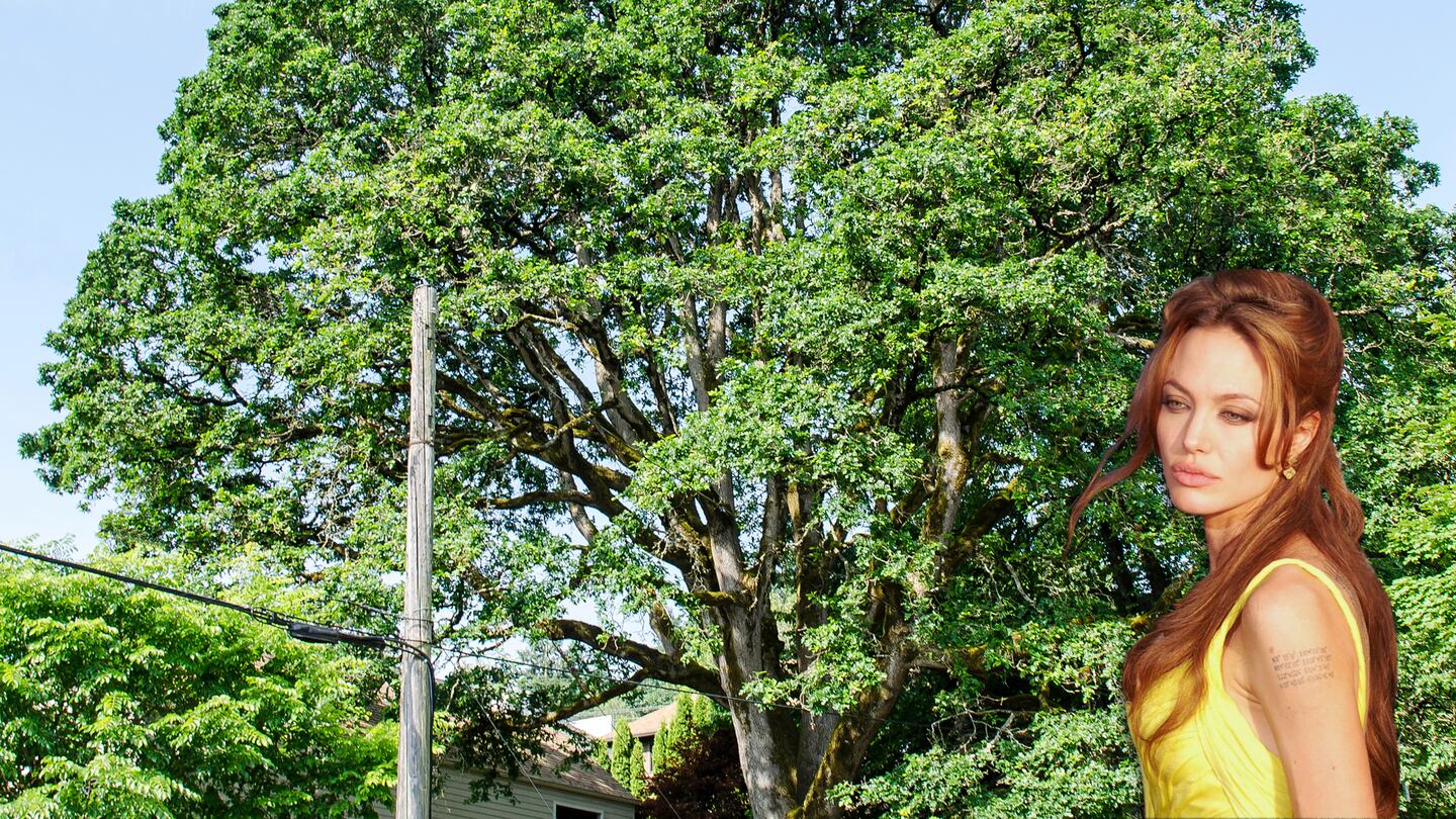 WW’s Ranking of Celebrity Trees of Portland