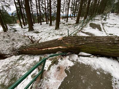 Top of Mount Tabor “Destroyed” by Downed Fir Trees