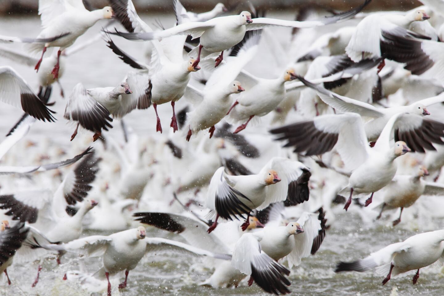 Winter Is a Great Season to Go Bird Watching in Portland