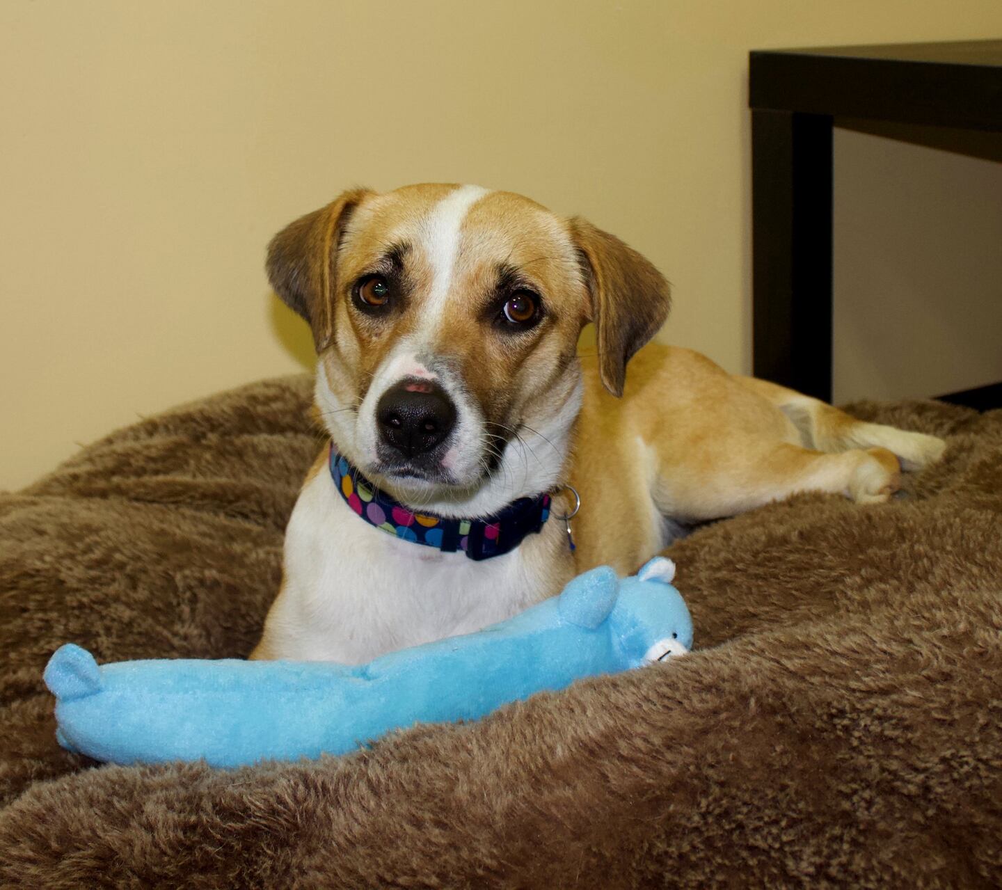 Fido’s, the Tigard Taphouse That Became Famous for Housing Adoptable ...