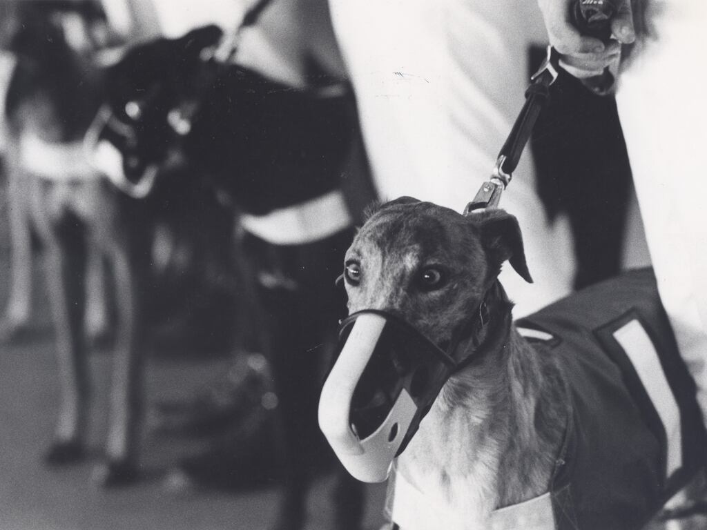 An Obscure Oregon Agency Props Up Greyhound and Horse Racing—and Gets ...