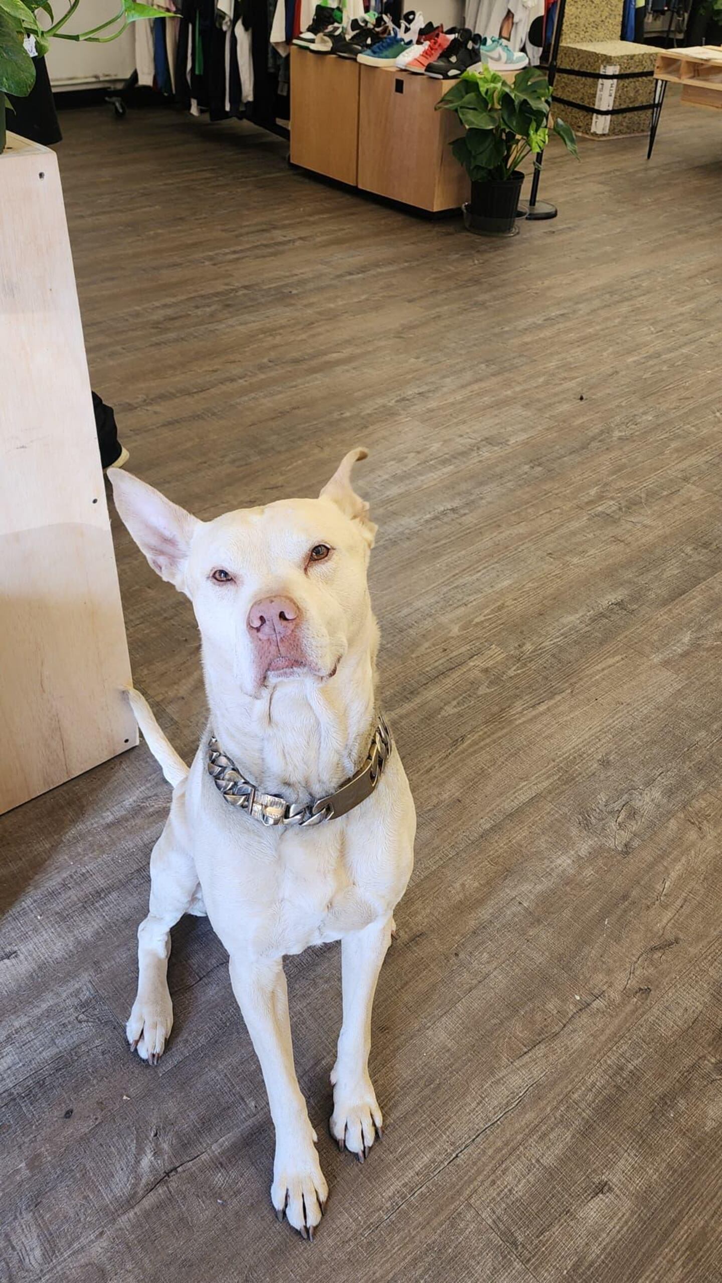 Pets With Jobs: Where to Meet Portland’s Professional Pups, Career ...