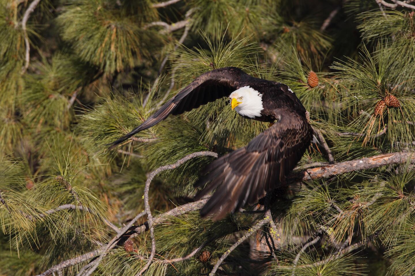 Bird Alliance of Oregon Celebrates 100th Annual Christmas Bird Count