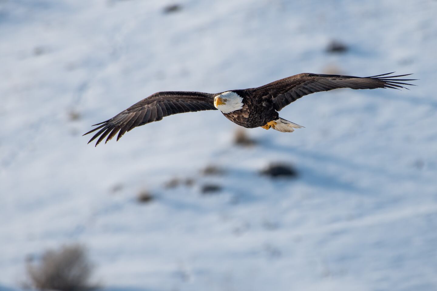 Winter Is a Great Season to Go Bird Watching in Portland