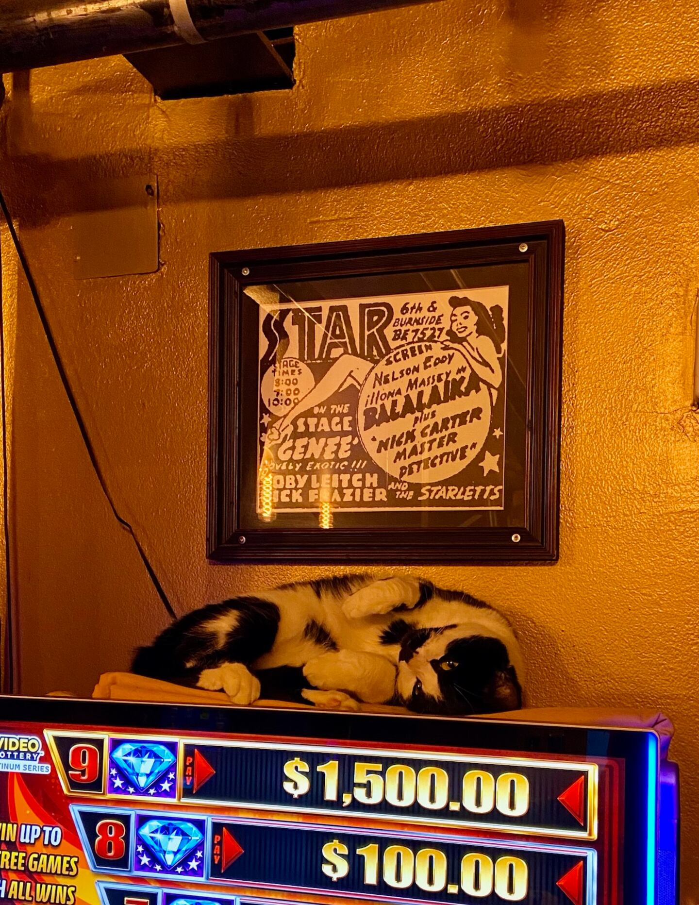 Pets With Jobs: Where to Meet Portland’s Professional Pups, Career ...