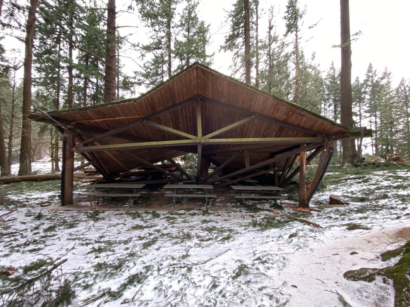 Top of Mount Tabor “Destroyed” by Downed Fir Trees
